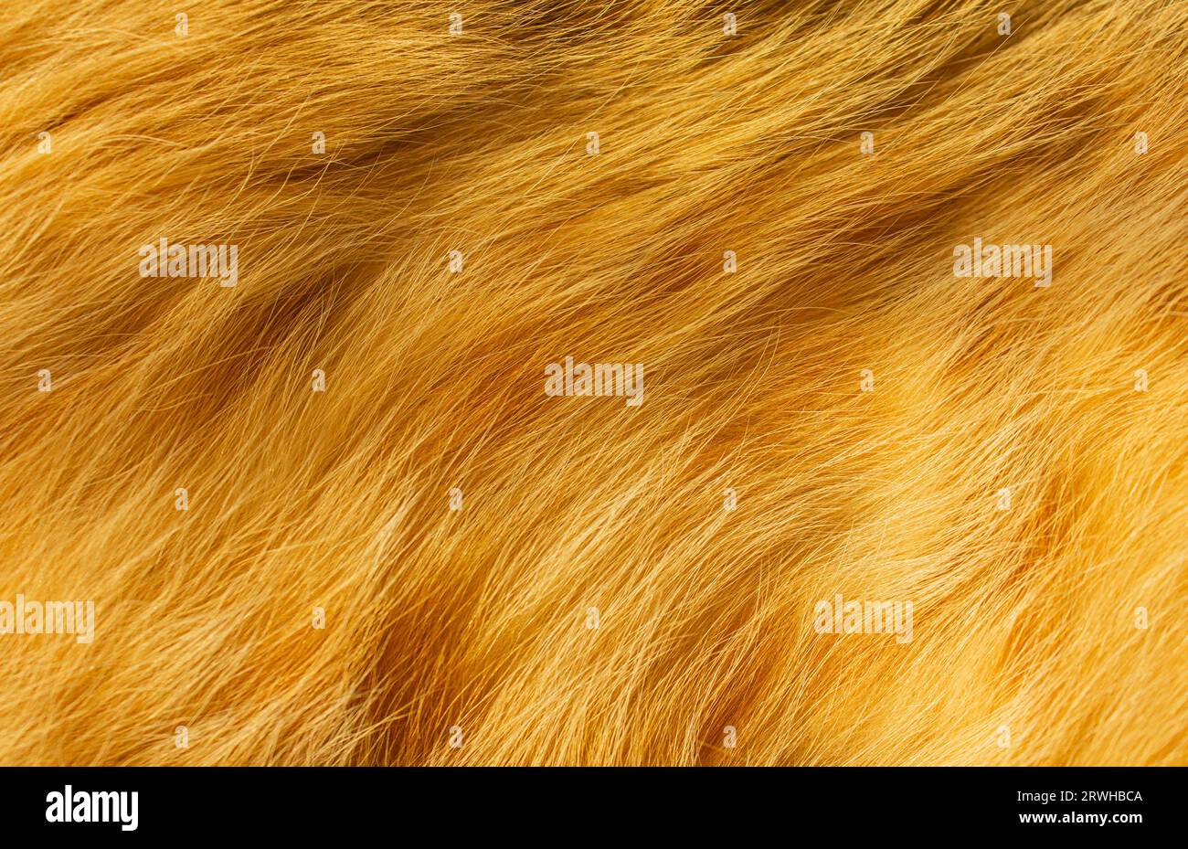 Close-up of ginger cat fur for texture or background. Furry rusty ...