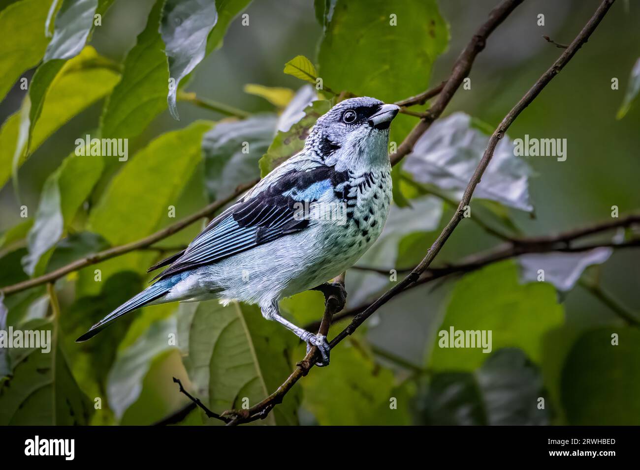 Azure rumped tanager hi-res stock photography and images - Alamy