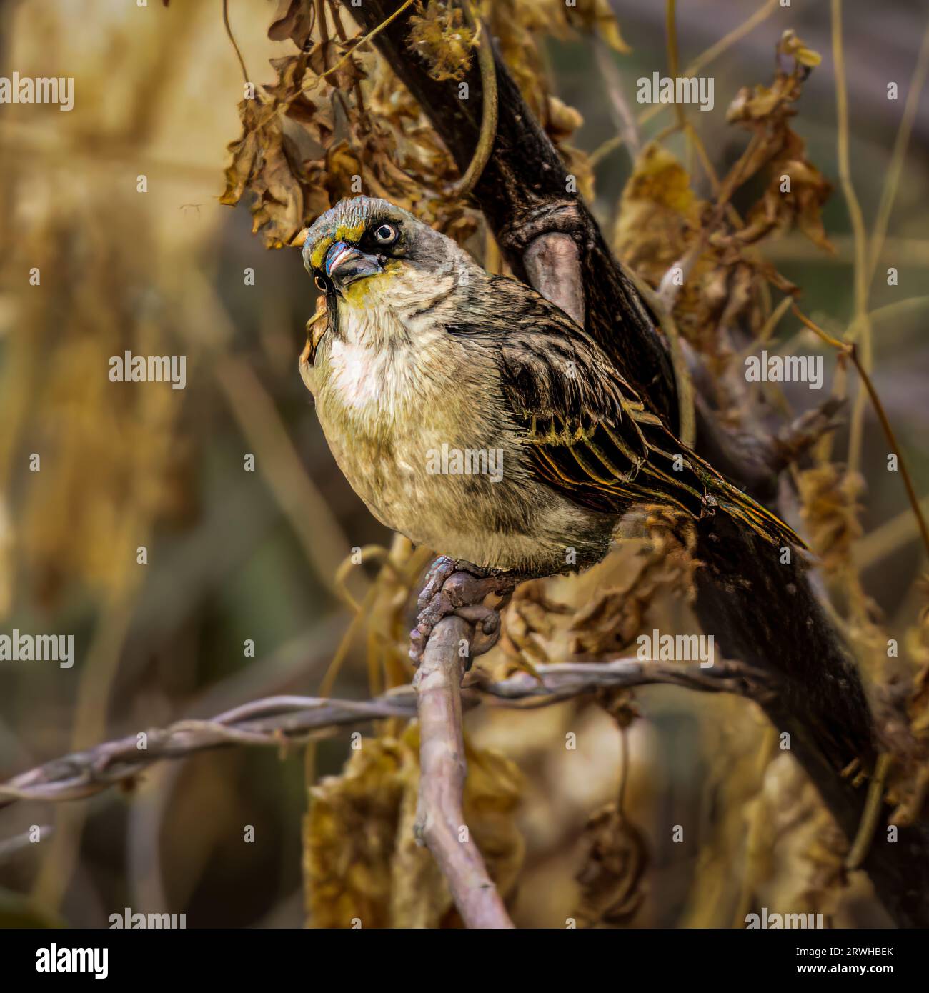 Dull colored hi-res stock photography and images - Alamy