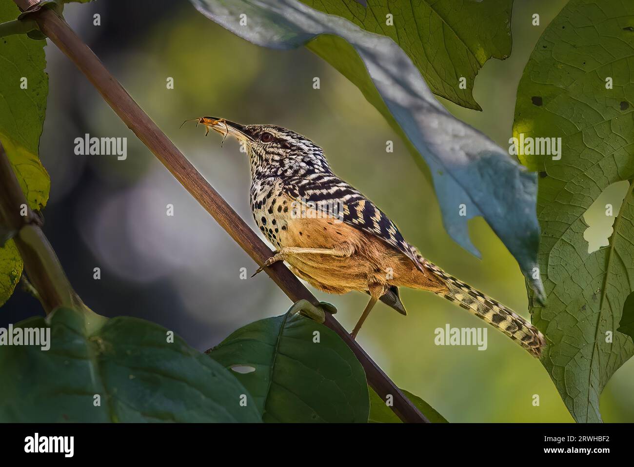 These wrens range from Mexico to Ecuador Stock Photo - Alamy