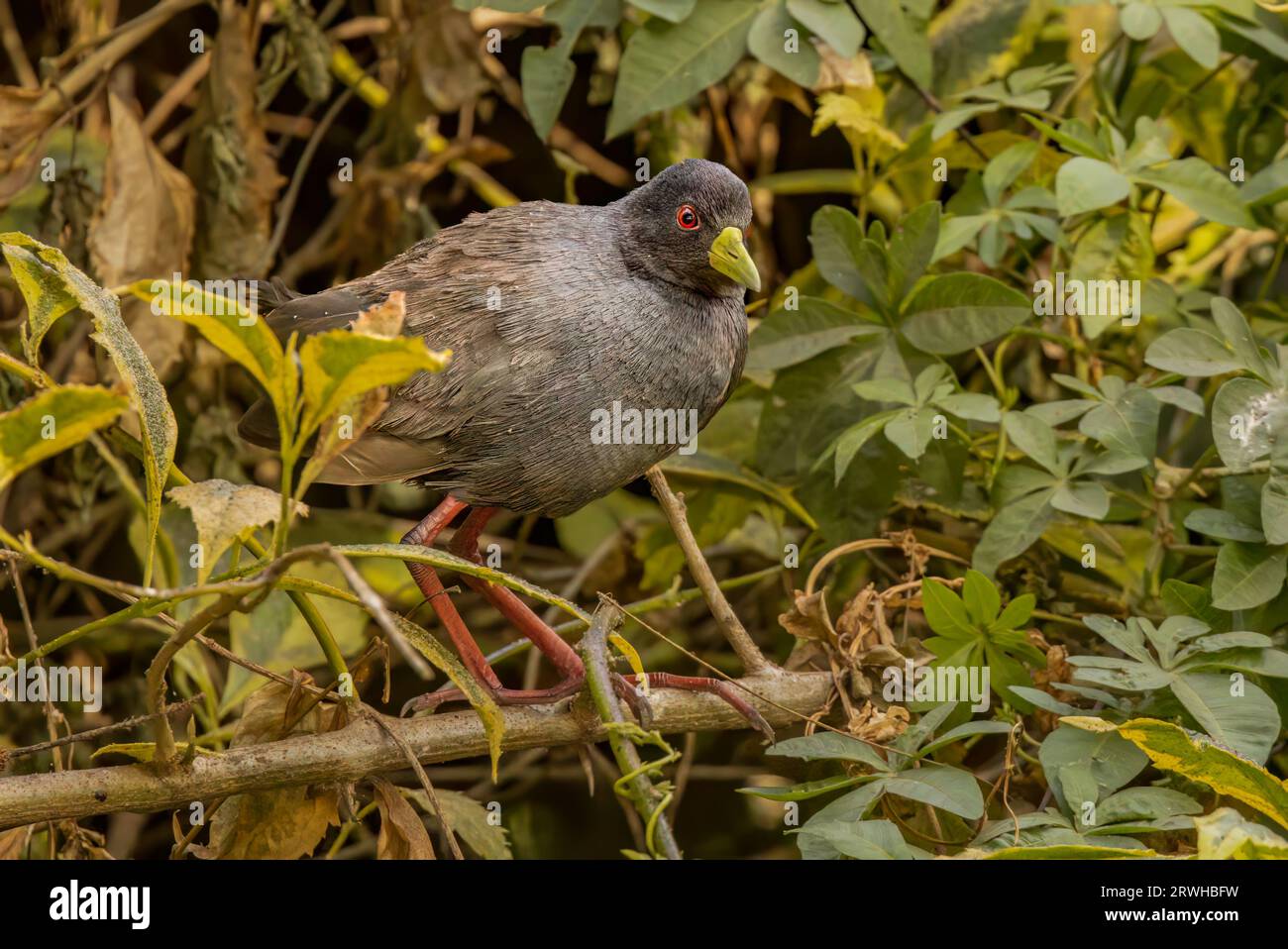 These crakes occur in ponds with tangled vegetation, where it climbs ...