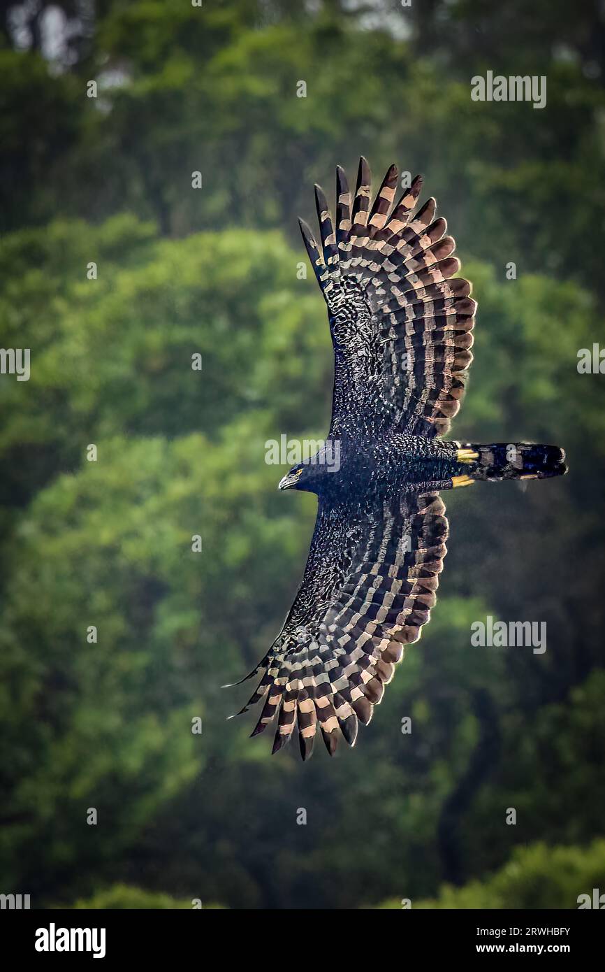 Stunning raptor hi-res stock photography and images - Alamy