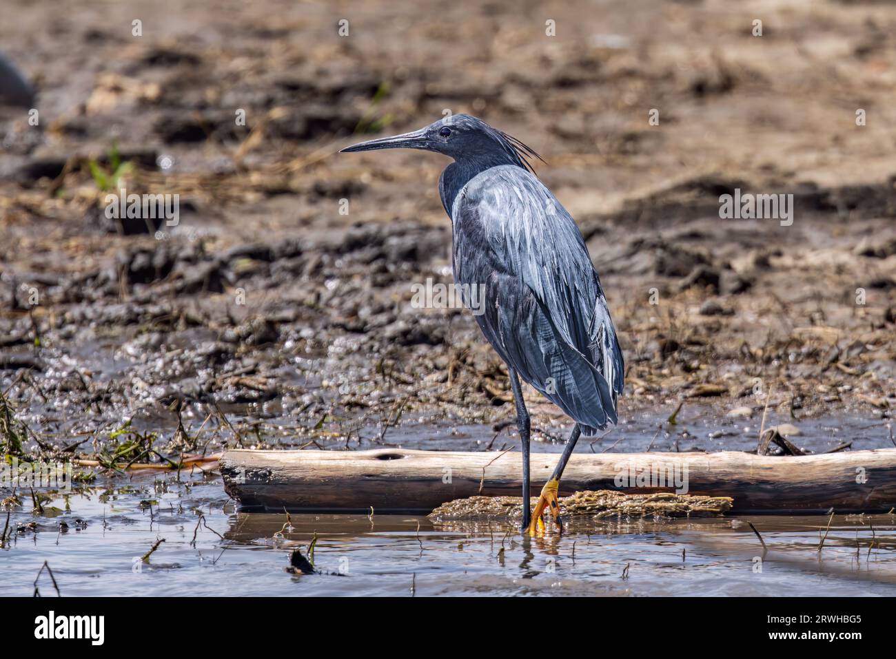 These birds wade through shallow waters to capture small fish ...