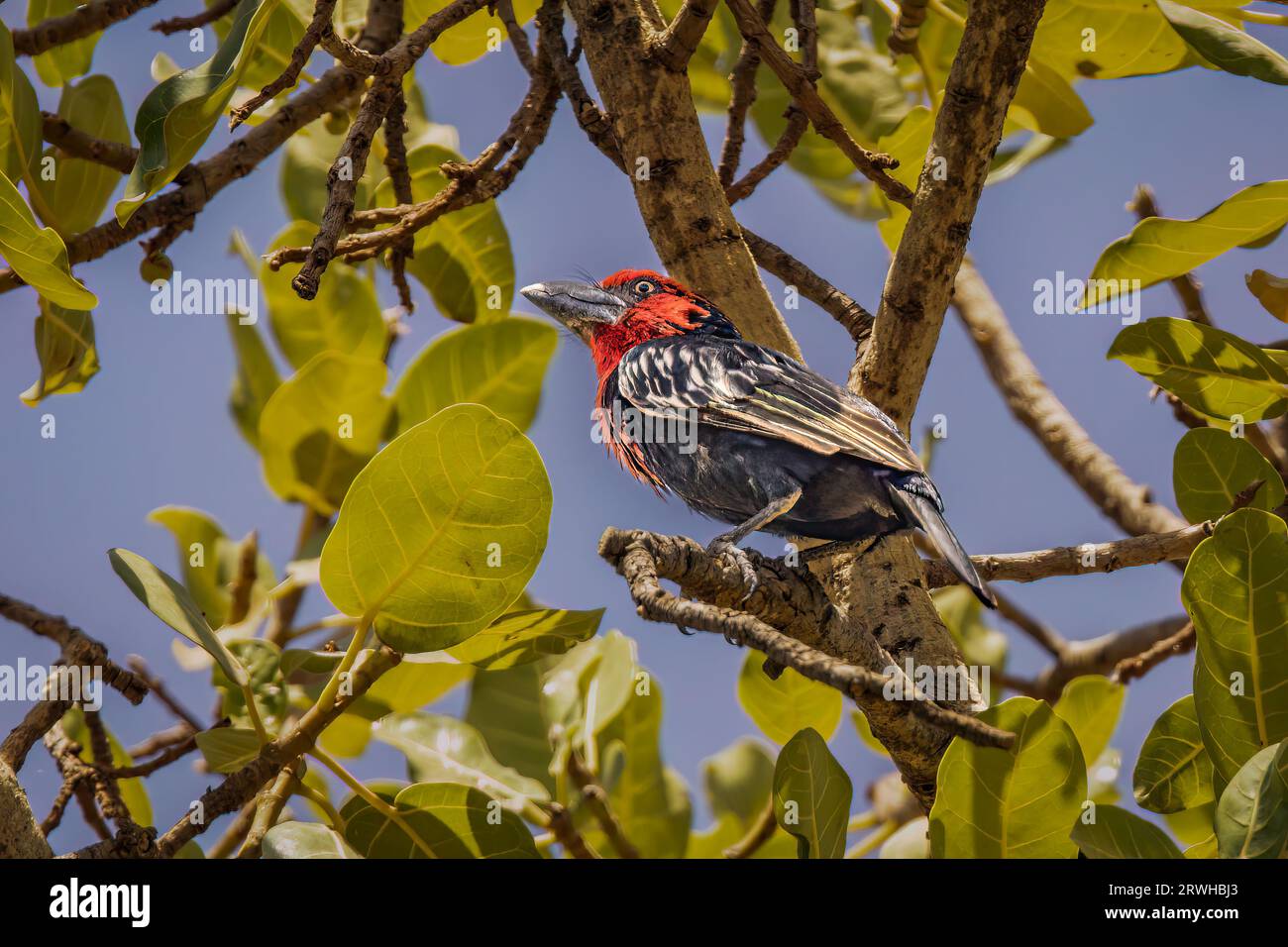 These birds occur primarily in Ethiopia and Kenya where they eat ...