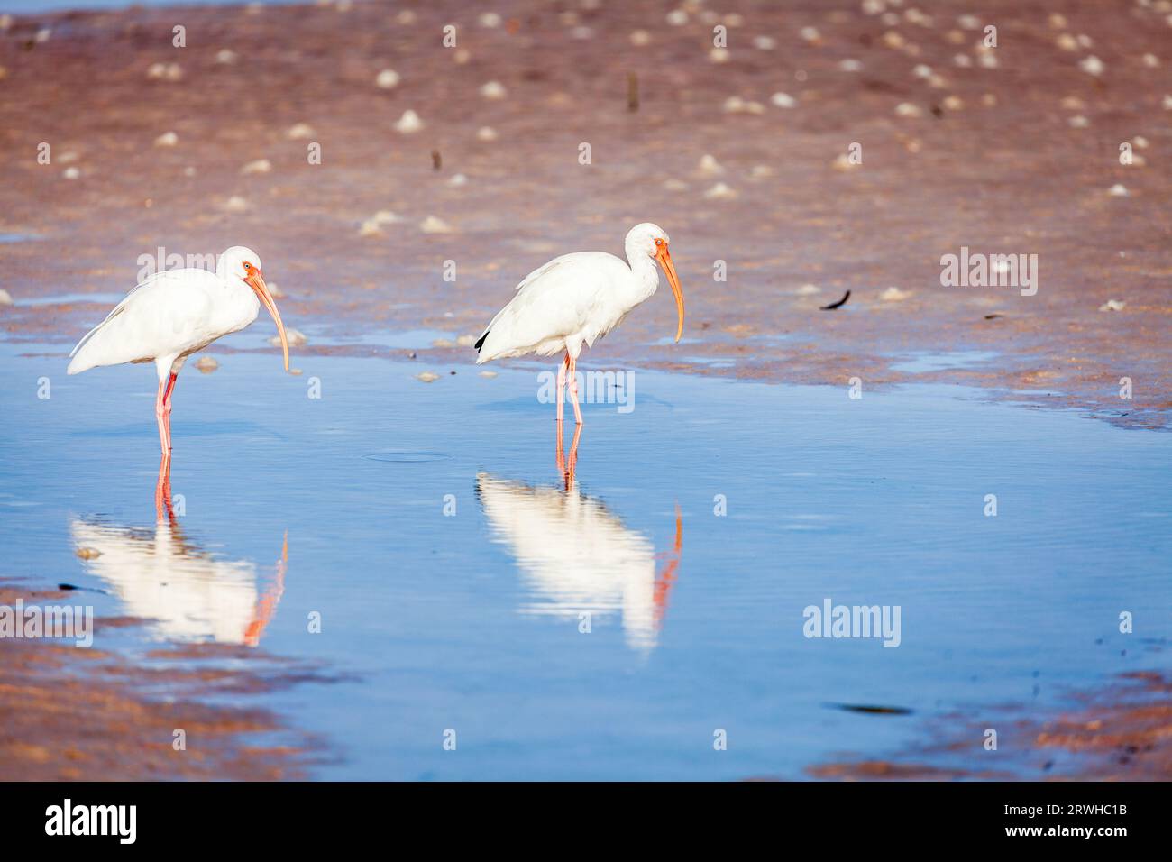 Two American white ibis are wading on a beach in Fort DeSoto County ...