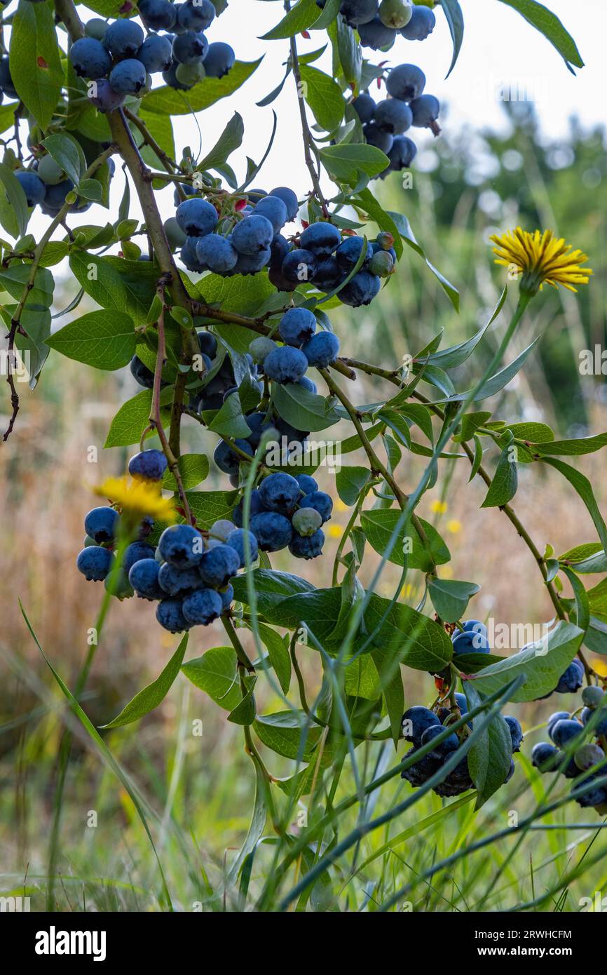 American blueberry, close up photography, Polish plantations, fruits of ...