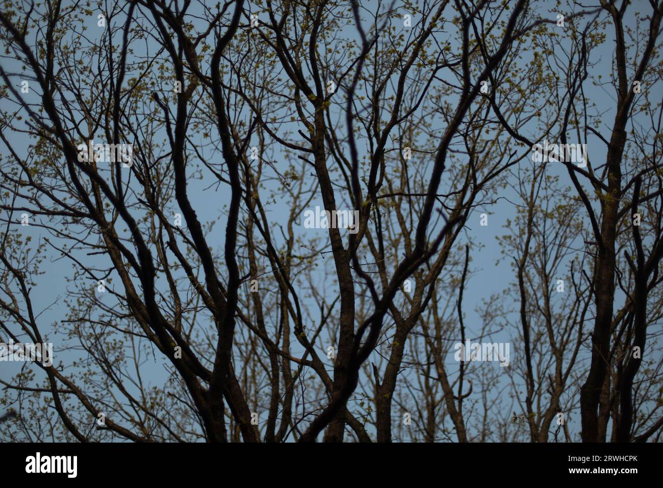 Tree branches. Texture from branches. Natural background. Plant against ...