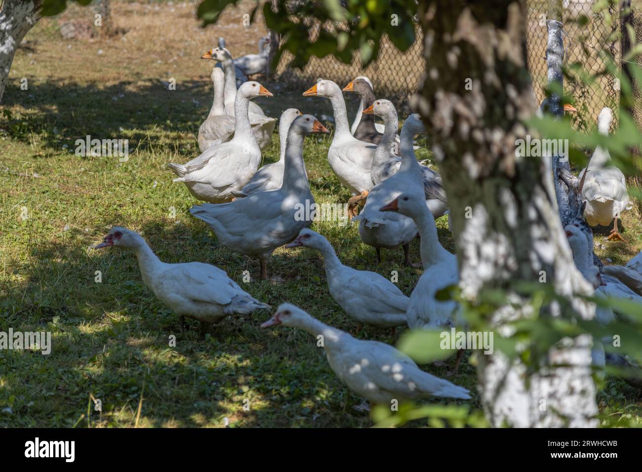 Free range goose farming,traditional polish ecological village ...