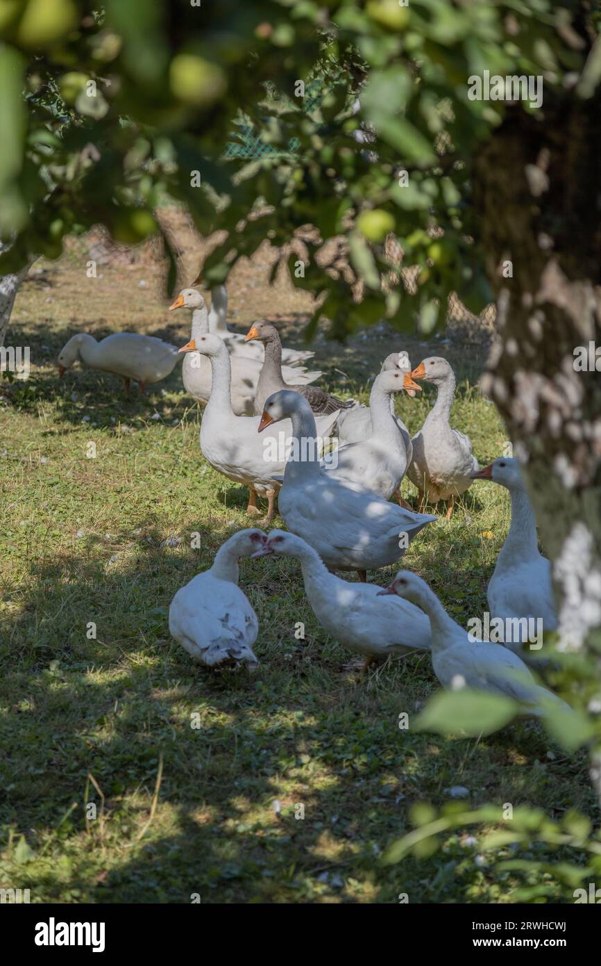 Free range goose farming,traditional polish ecological village ...