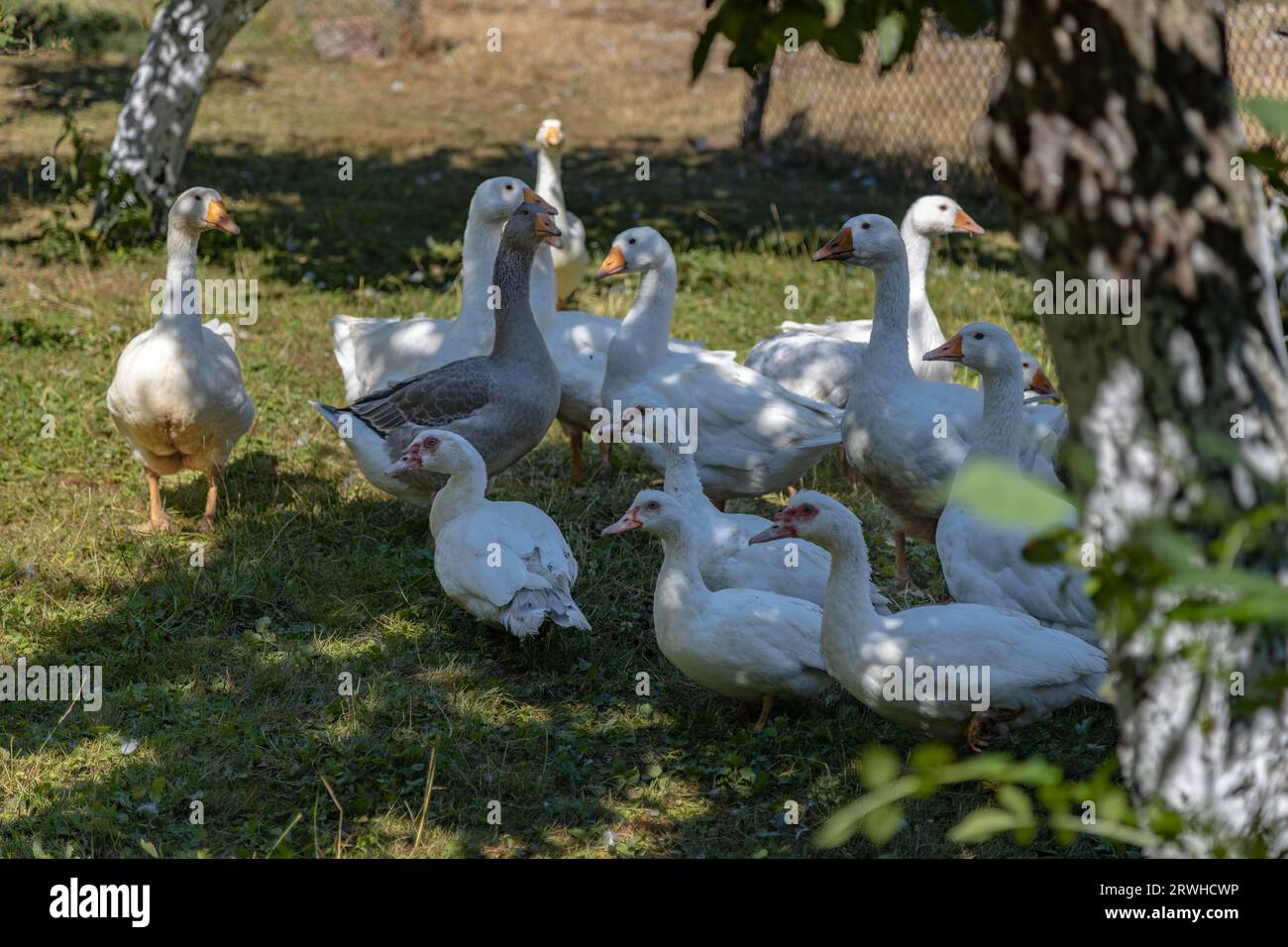 Free range goose farming,traditional polish ecological village ...