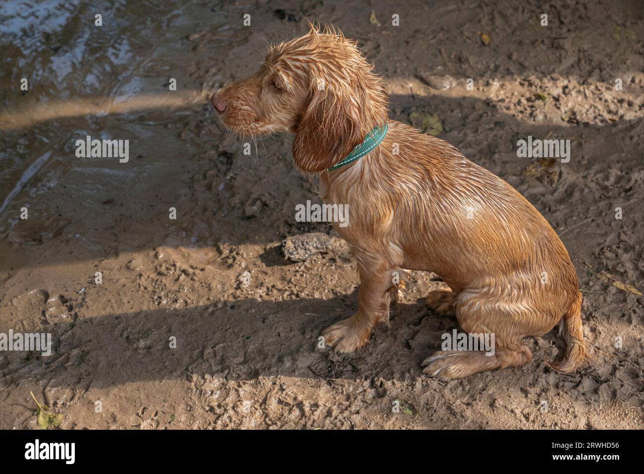 Ginger coloured working cocker spaniel puppy with wet fur sitting on ...