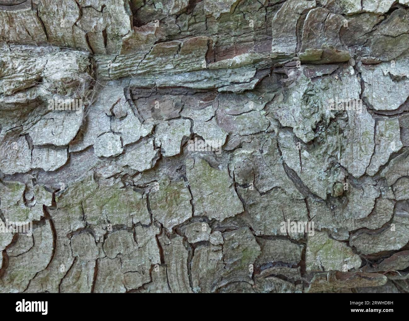 Tree bark scales making a intresting background with various rustic ...
