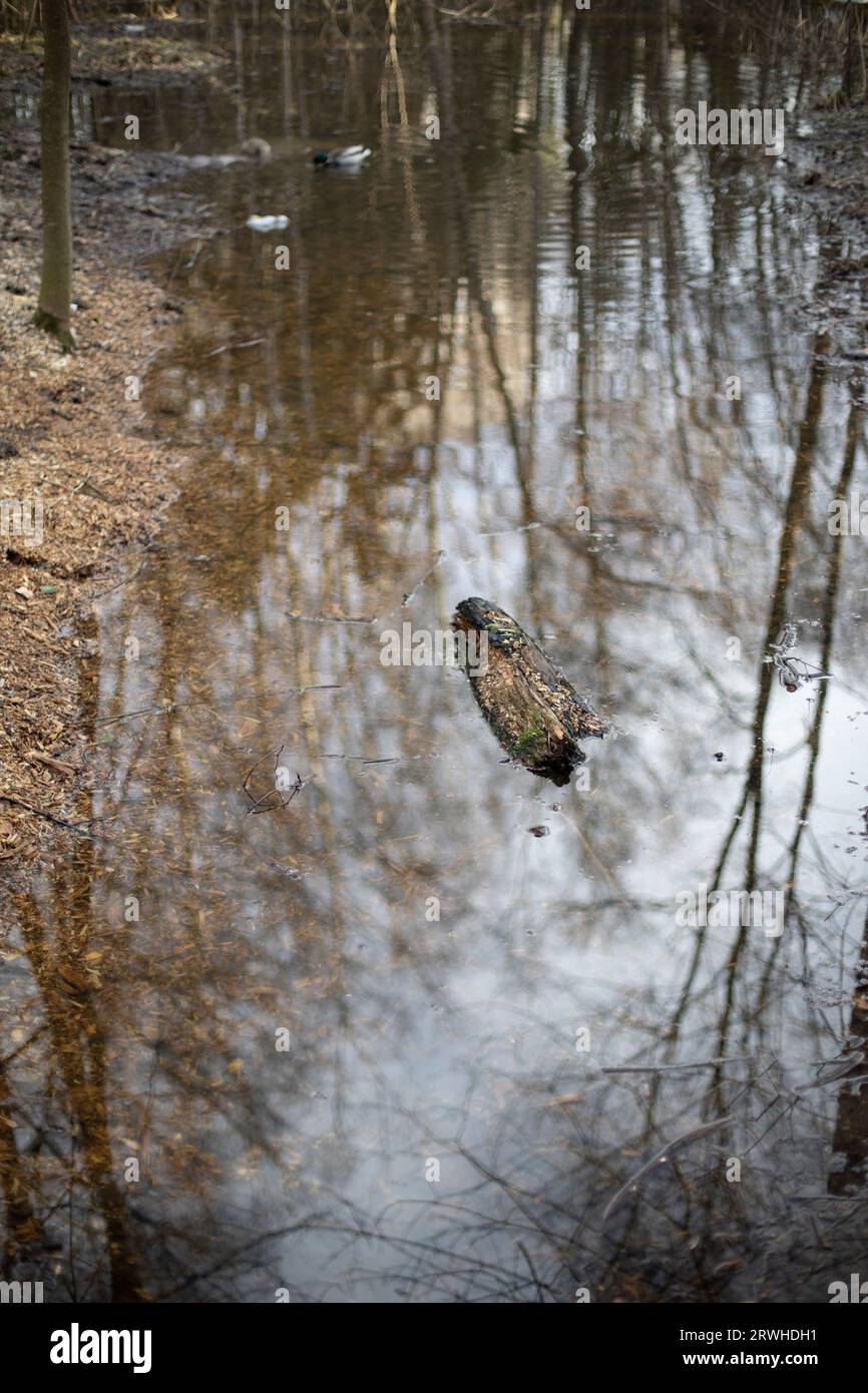 Water in puddle. Water in forest. Small pond. Details of nature Stock ...
