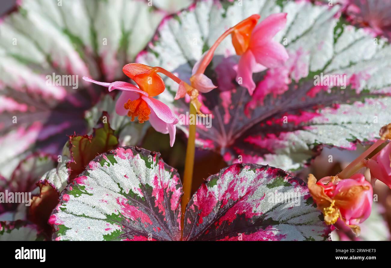 Closeup Of Isolated Blooming King Begonia Rex Cultivar Purple Green