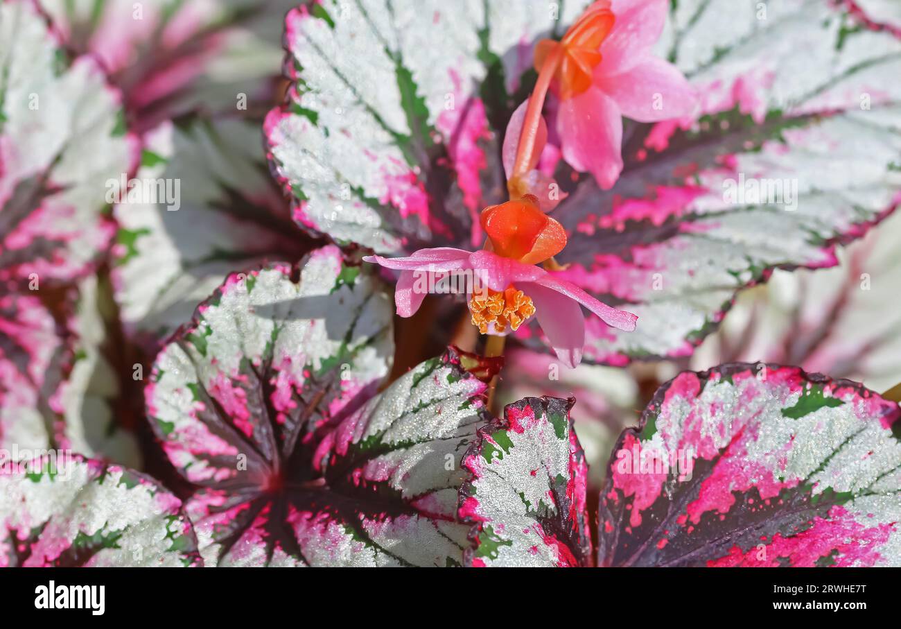 Closeup of isolated blooming king begonia rex cultivar, purple green ...