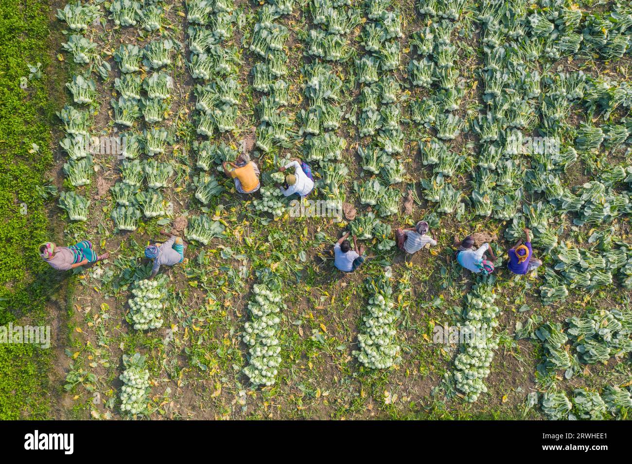 Farmers are harvesting turnip from the field at Savar in Dhaka ...