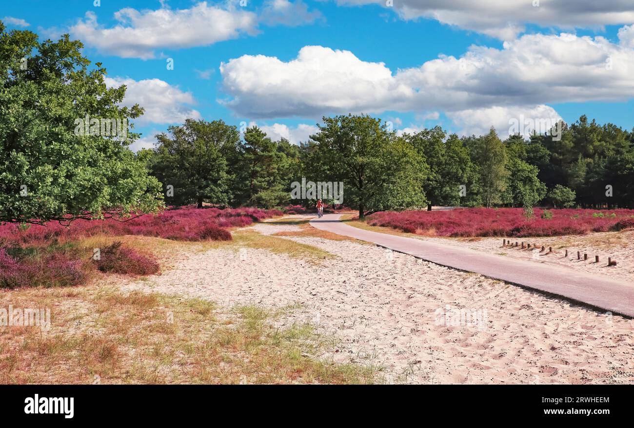 Beautiful cycle and hiking path, sand dunes, green oak tree forest ...