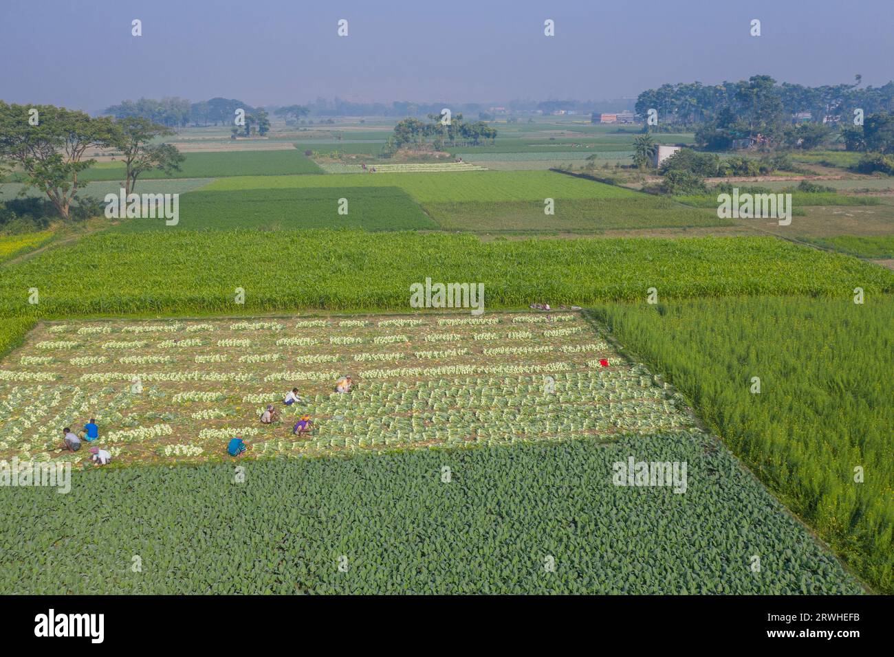 Farmers are harvesting turnip from the field at Savar in Dhaka ...