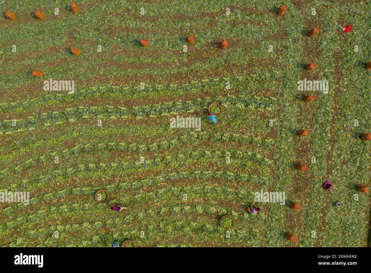 Farmers are harvesting turnip from the field at Savar in Dhaka ...