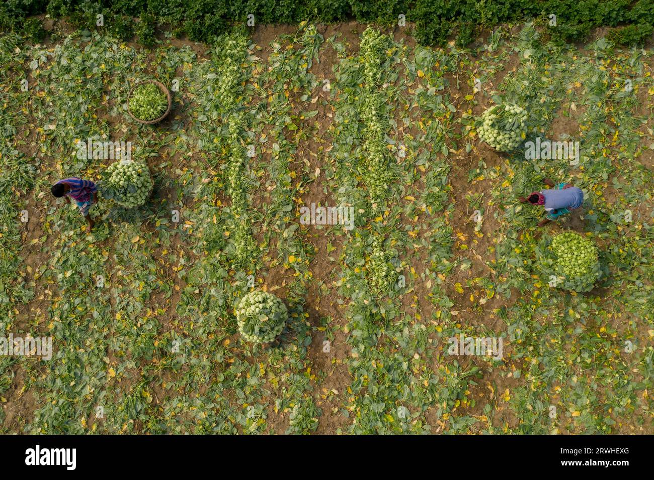 Farmers are harvesting turnip from the field at Savar in Dhaka ...