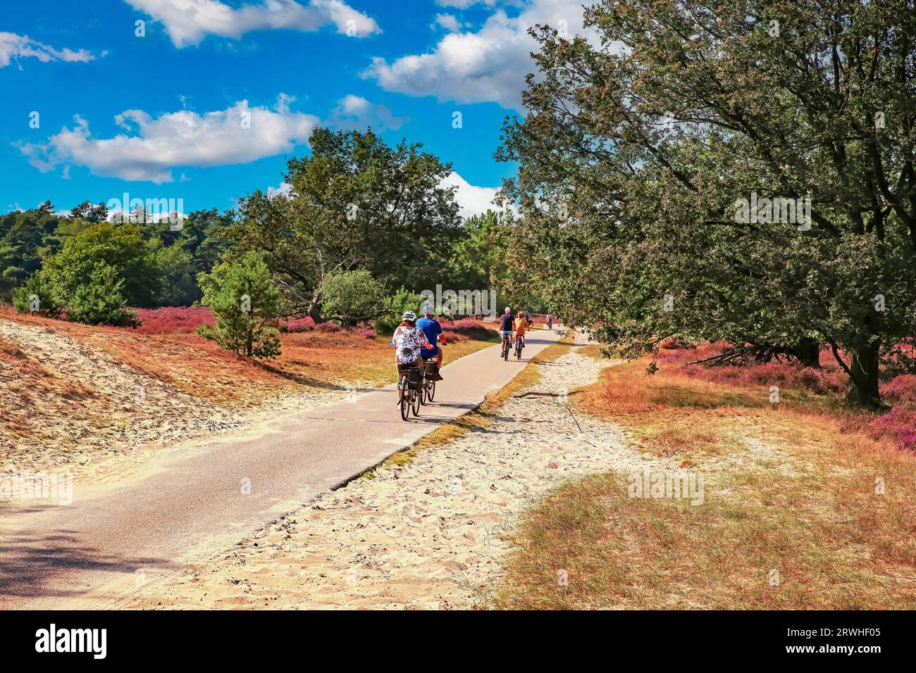 Beautiful dutch heath and sand dunes landscape, green oak forest, bike ...