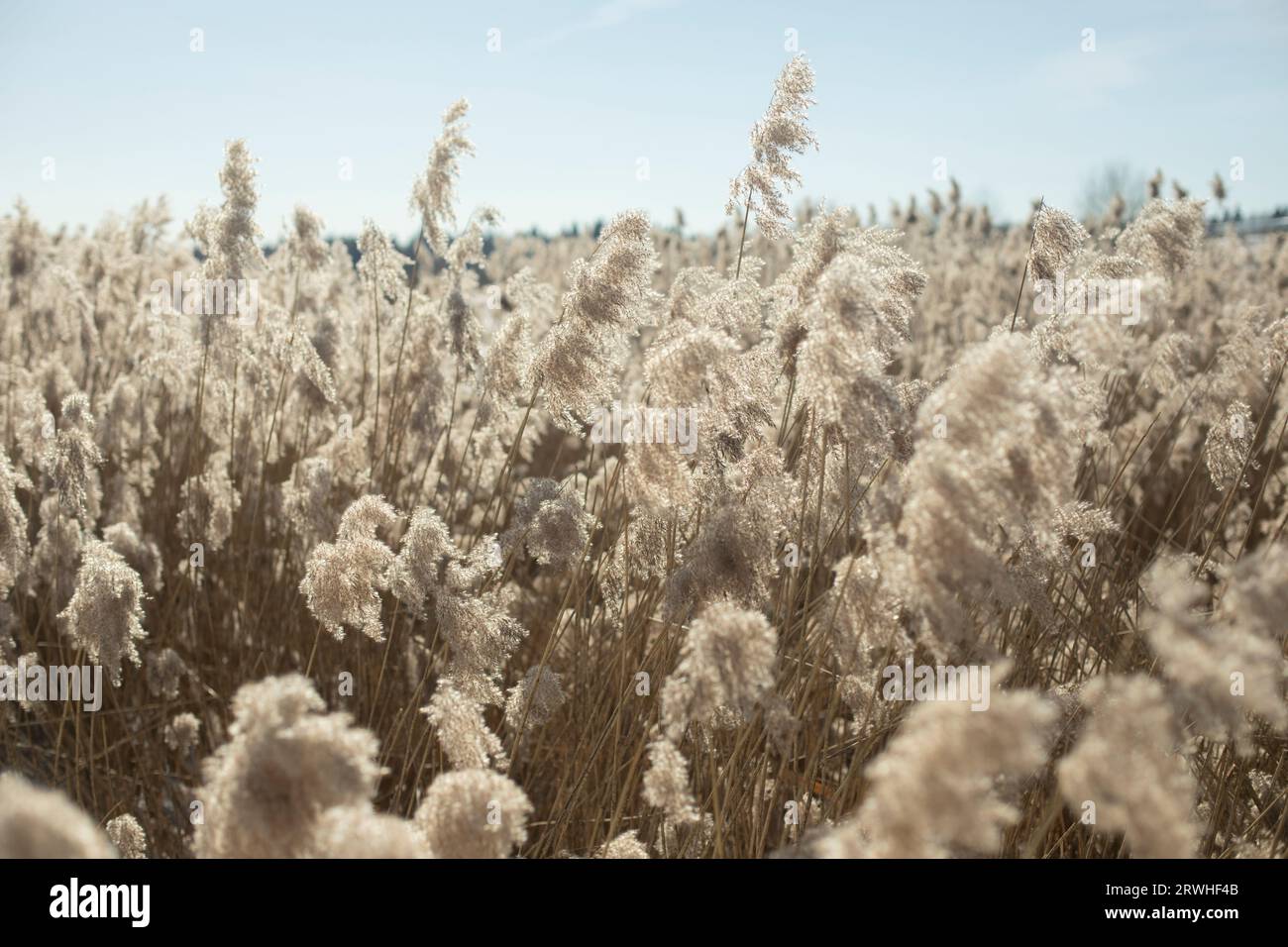 Dry grass in swamp. Details of nature. Lot of plants. Bright day in ...