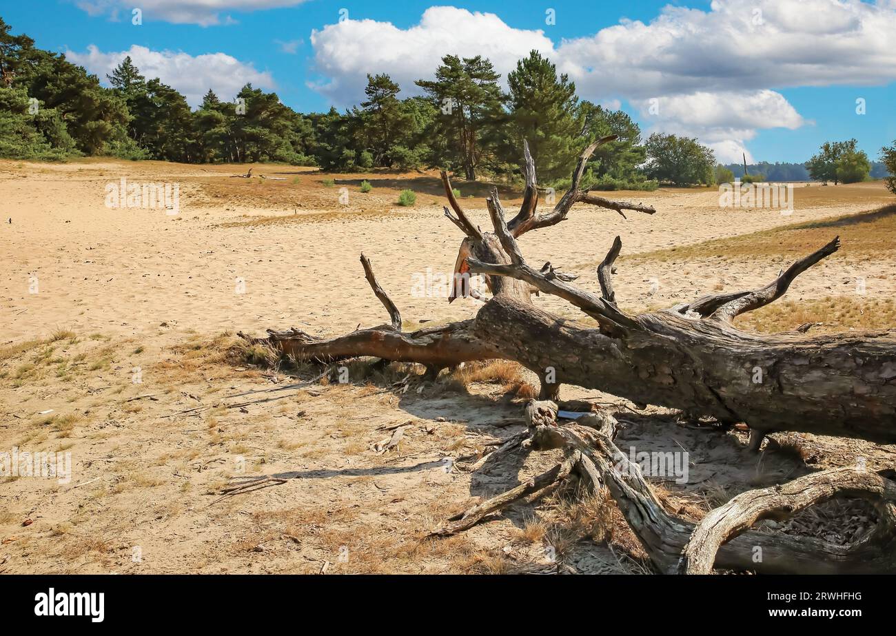 Beautiful dutch sand dunes landscape, dry old tree trunk, green forest ...