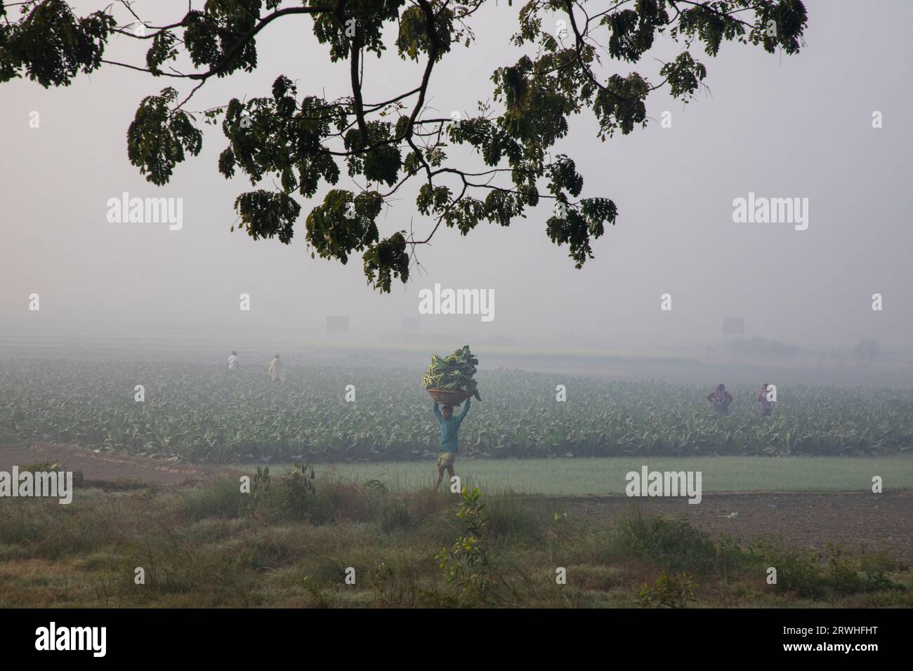 Farmers are harvesting cauliflower from the field in a foggy winter ...