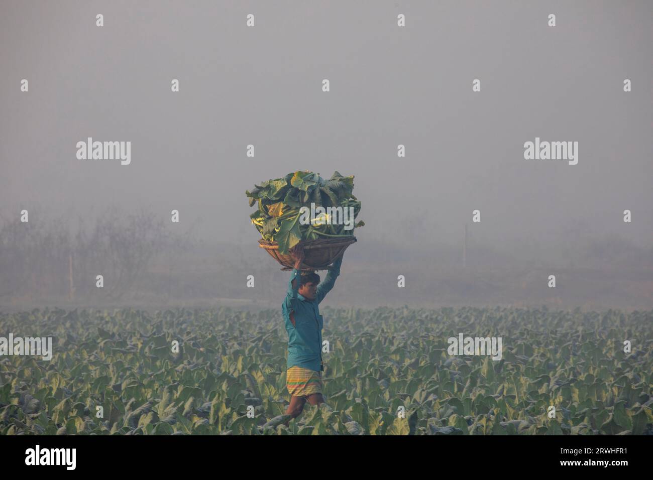 Farmers are harvesting cauliflower from the field in a foggy winter ...
