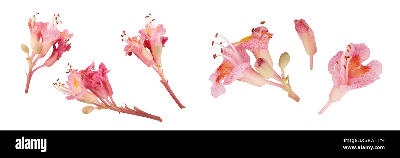 Aesculus x carnea or red horse chestnut isolated on white background ...