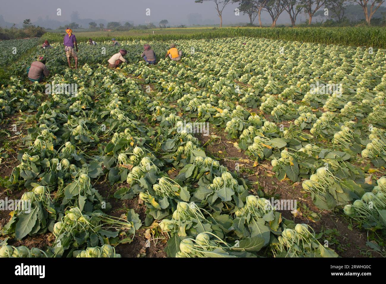 Dhaka bangladesh food lines hi-res stock photography and images - Alamy