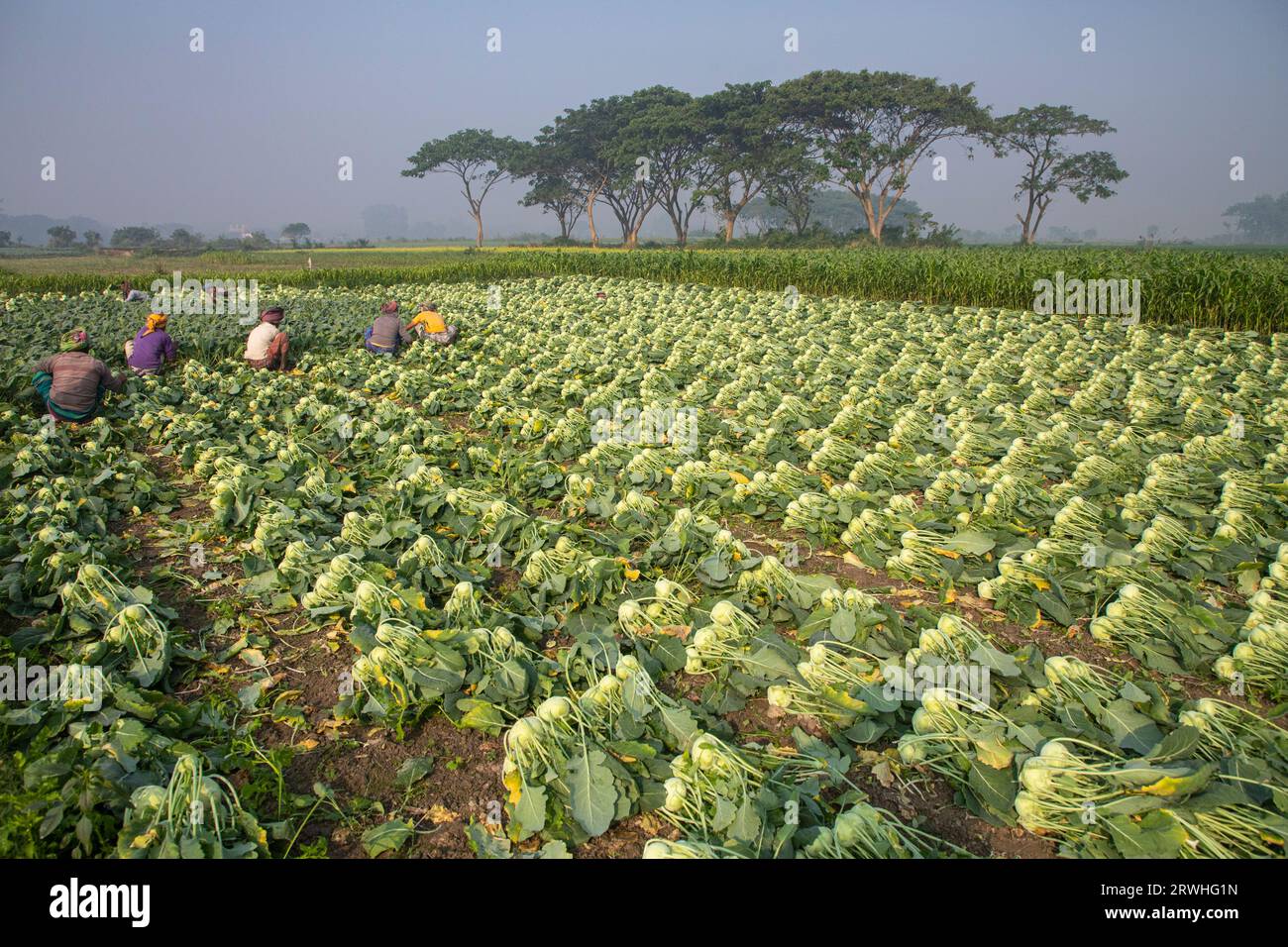 Dhaka bangladesh food lines hi-res stock photography and images - Alamy