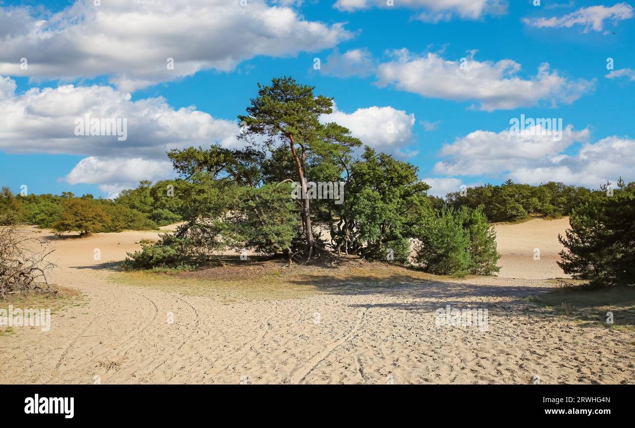 Beautiful dutch sand dune landscape with green scots pine trees in ...