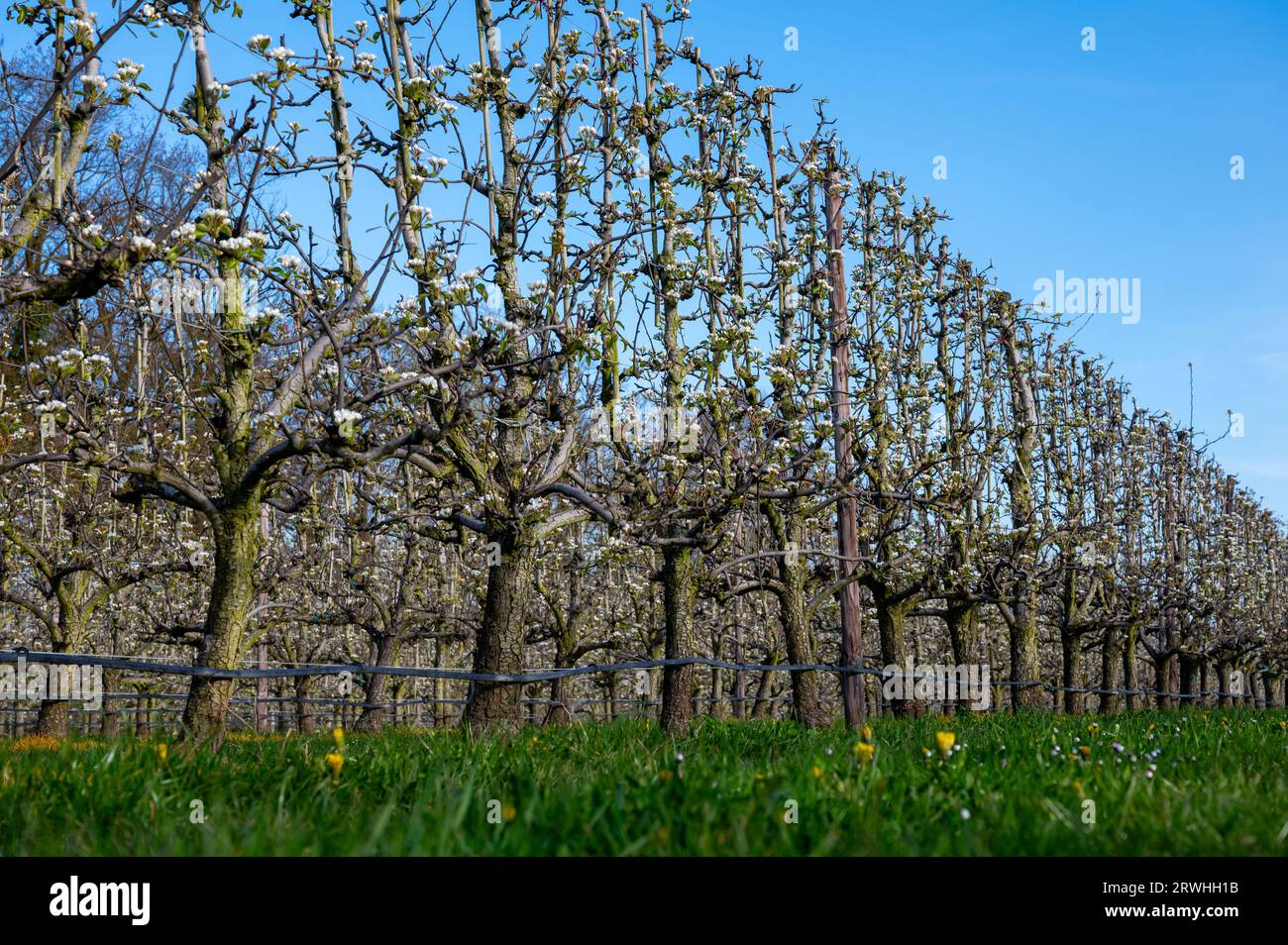 Organic farming in Netherlands, rows of white blossoming pear trees on ...