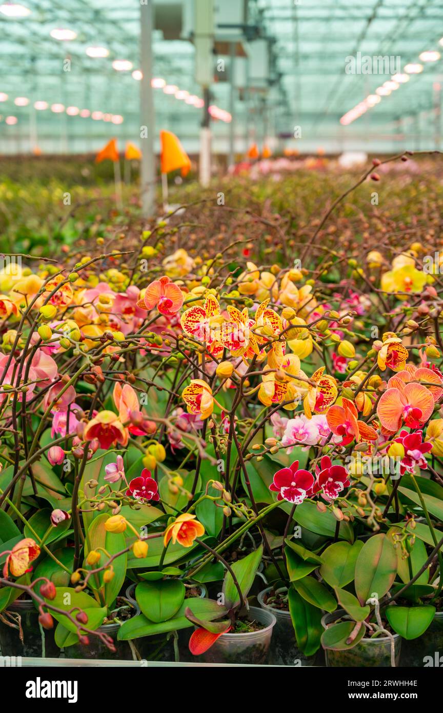 Cultivation of colorful tropical flowering plants orchid family ...
