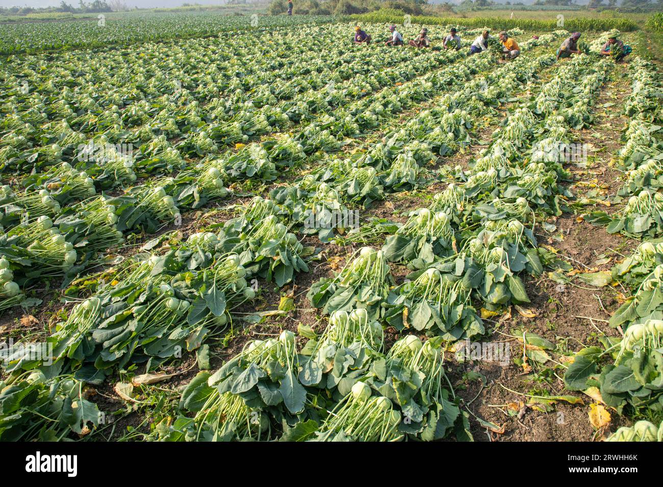 Dhaka bangladesh food lines hi-res stock photography and images - Alamy