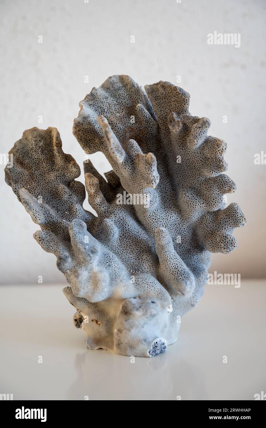 Hard dead blue coral stone, underwater nature background close up Stock ...