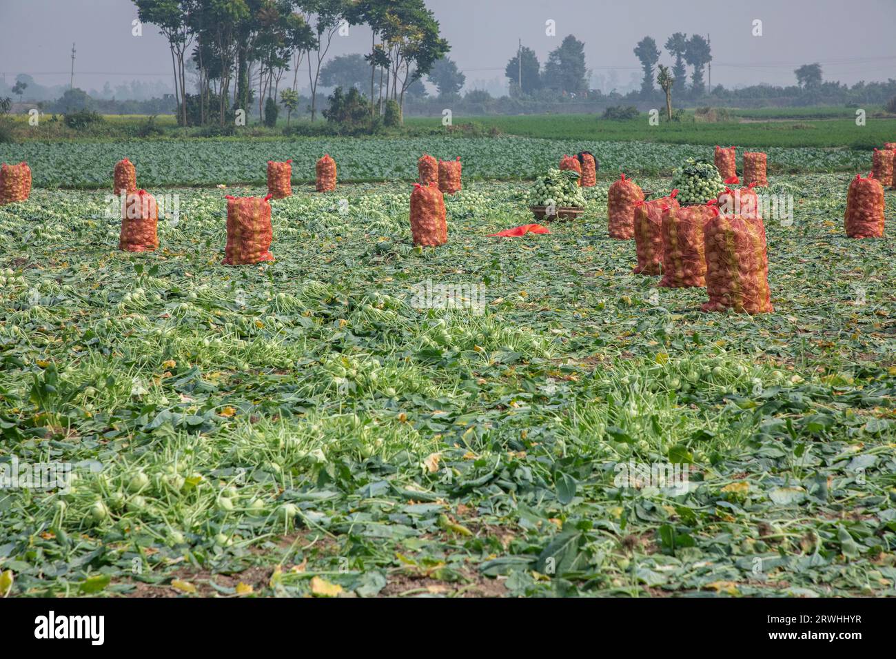Harvested winter turnip, kohlrabi vegetables on the field at Savar in Dhaka, Bangladesh Stock ...