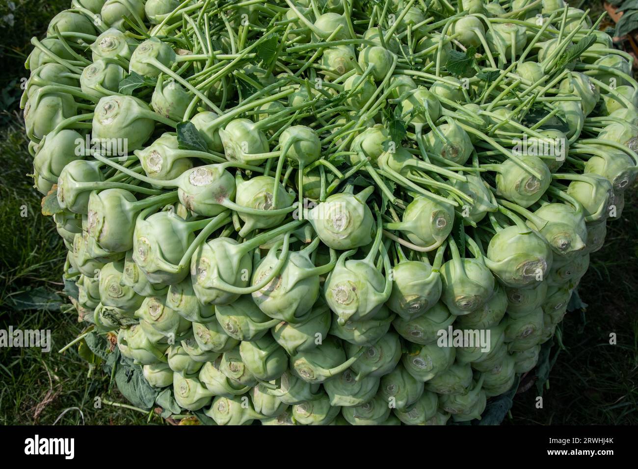 Harvested winter turnip, kohlrabi vegetables on the field at Savar in ...