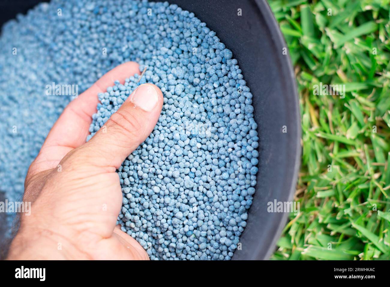 Bucket of blue chemical fertilizer in granular format ready to be ...
