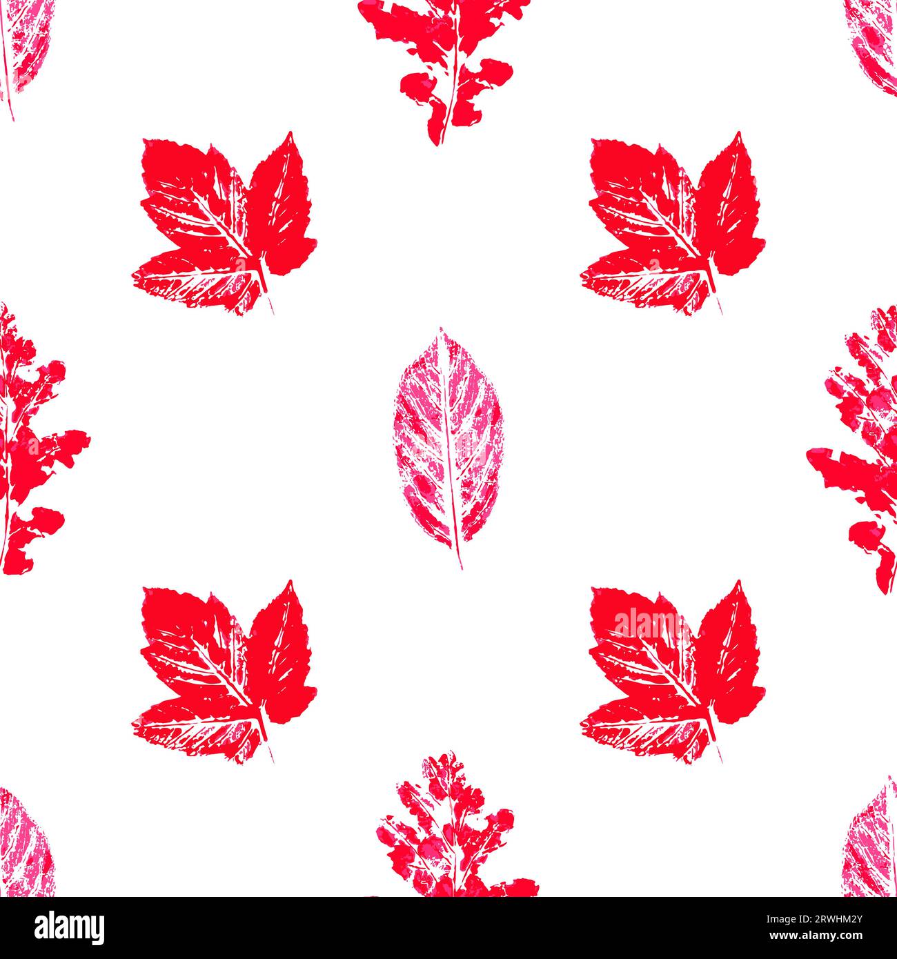 Hazel botanical illustration Stock Vector Images - Alamy