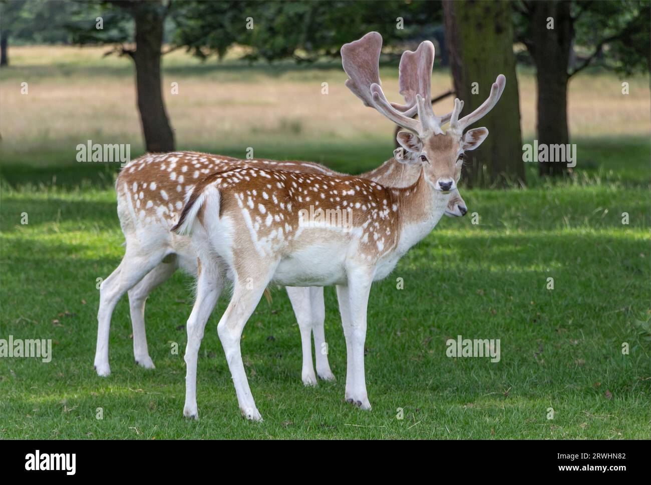 Two fallow deer in wildlife park hi-res stock photography and images ...