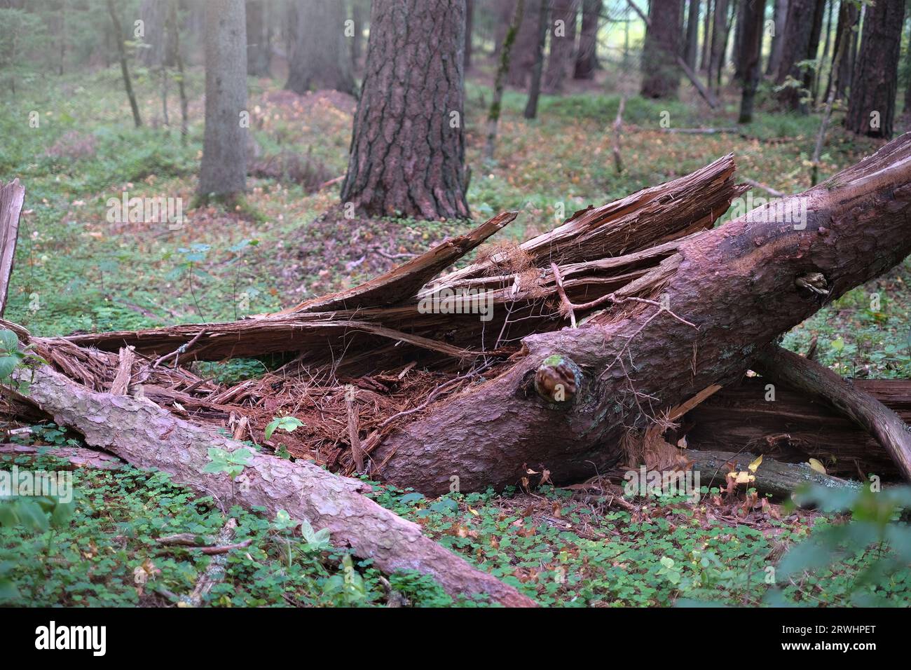 Close-up of fallen and broken tree in a sunny forest on a clear day ...