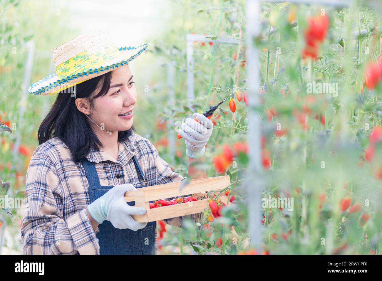 Mature farmer scissors harvesting hi-res stock photography and images ...