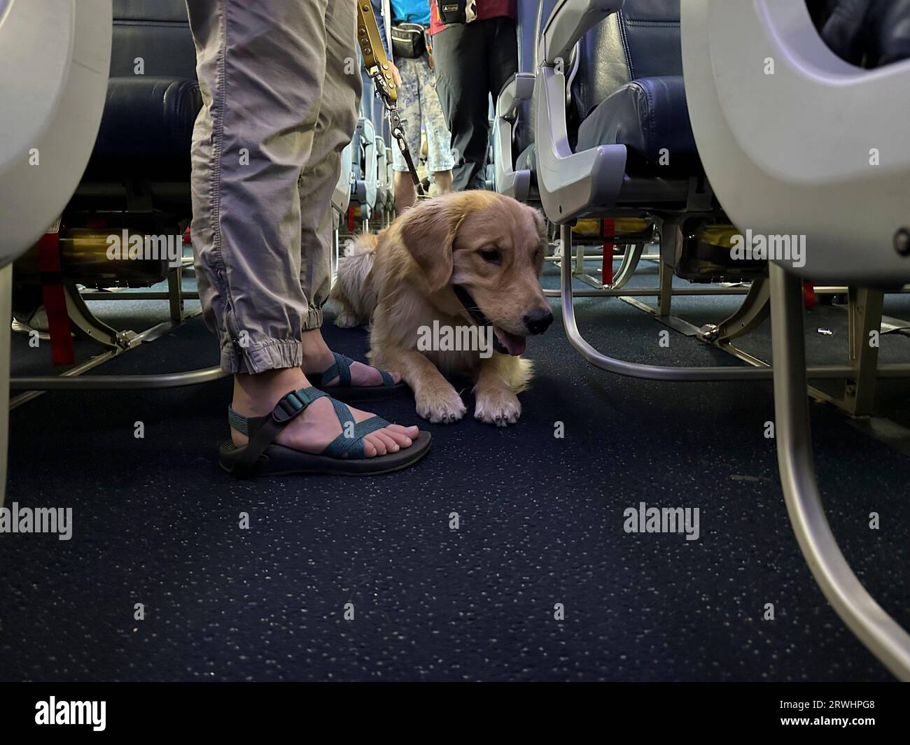 A puppy sits on an airplane during a training exercise held at Detroit ...
