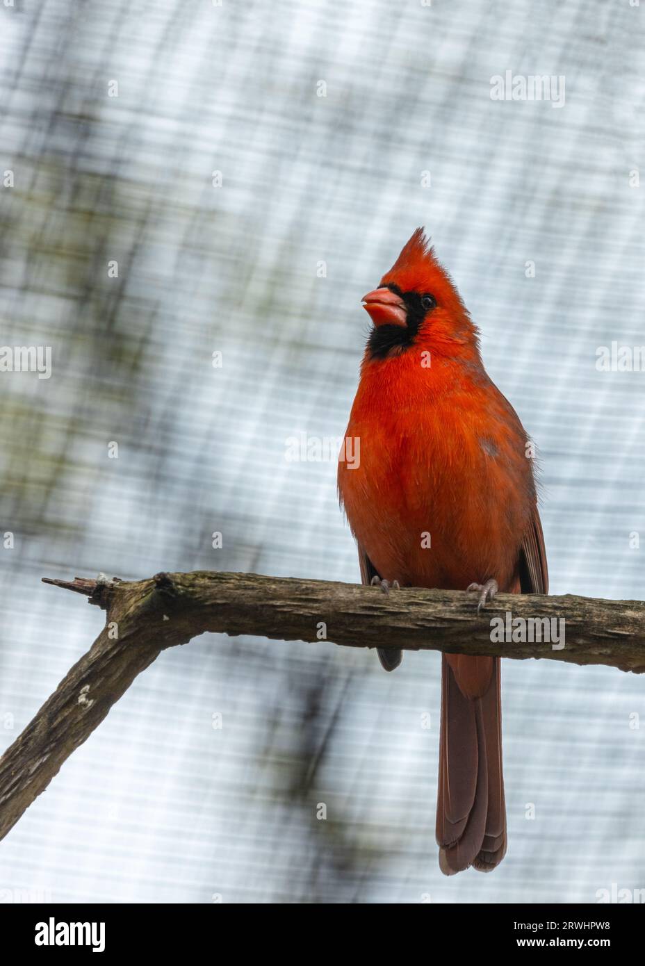 The iconic Northern Cardinal, Cardinalis cardinalis, captured in ...