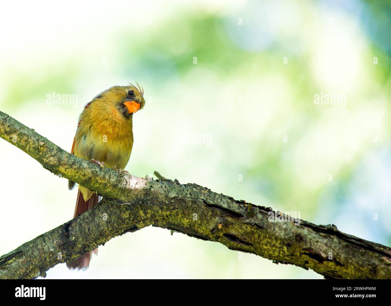 The iconic Northern Cardinal, Cardinalis cardinalis, captured in ...