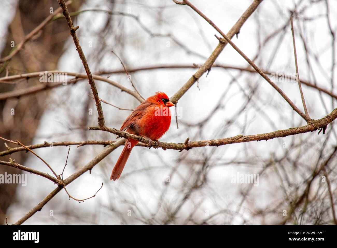 The iconic Northern Cardinal, Cardinalis cardinalis, captured in ...