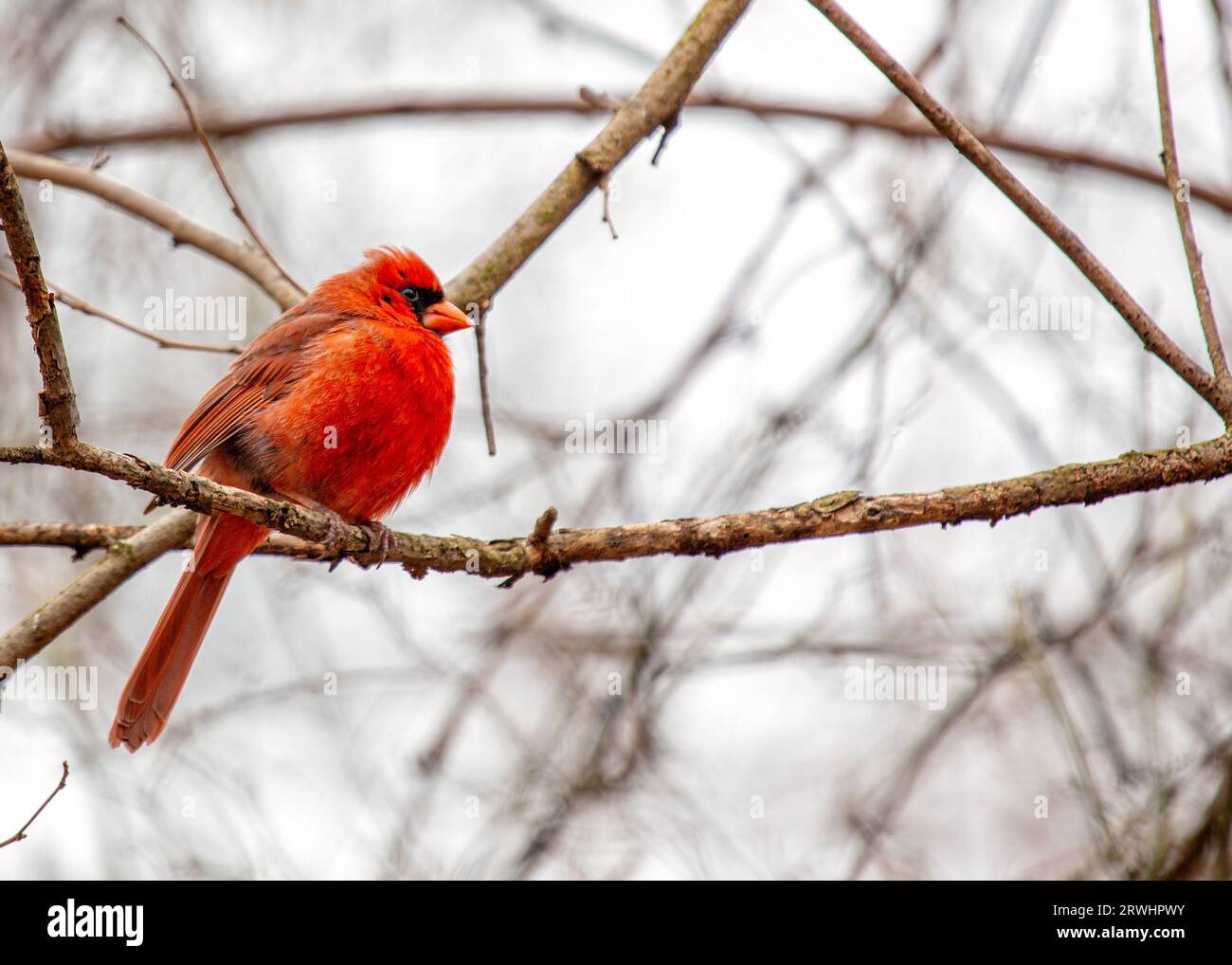 The iconic Northern Cardinal, Cardinalis cardinalis, captured in ...