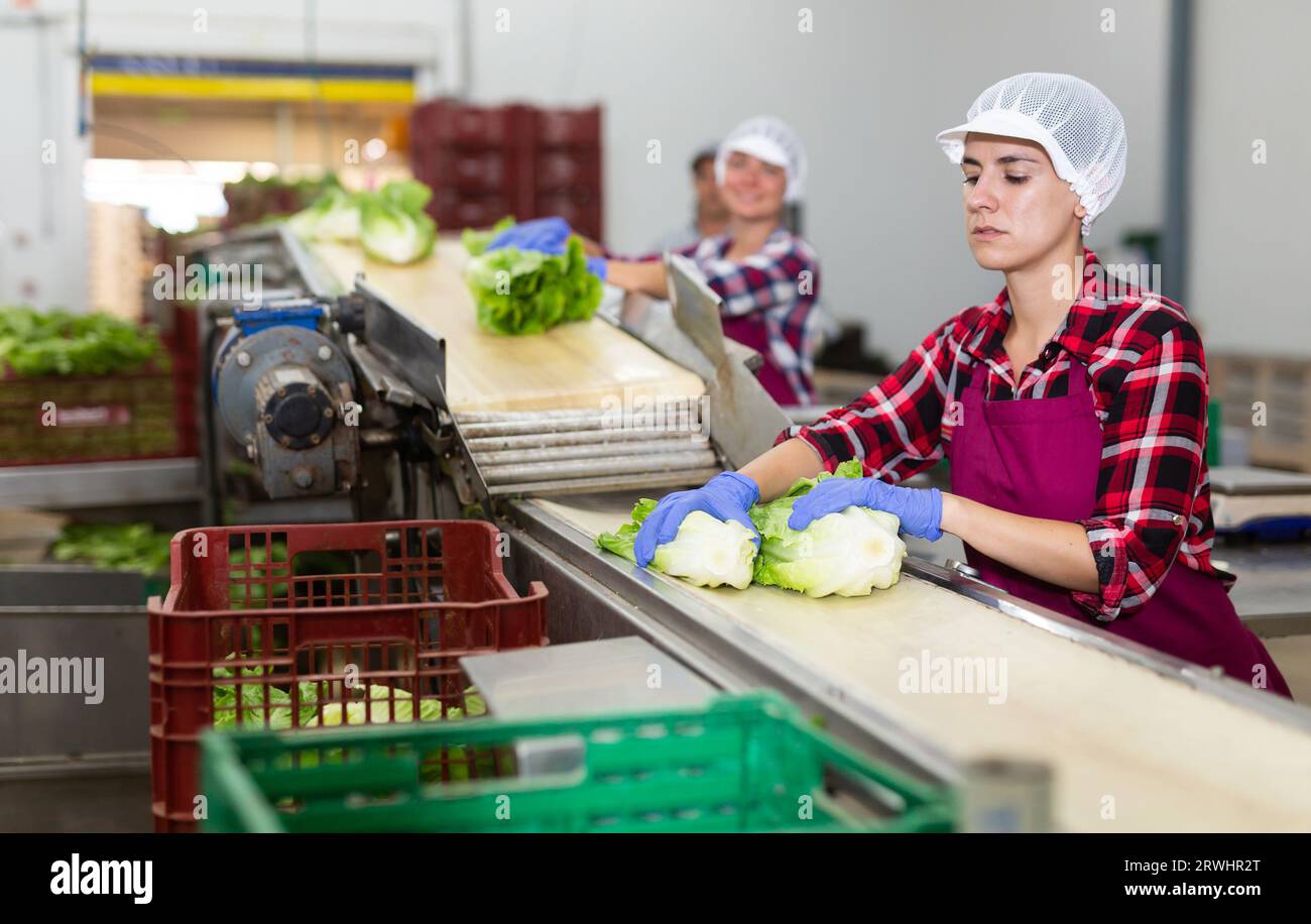 Female workers sorting lettuce on vegetable factory conveyor Stock ...